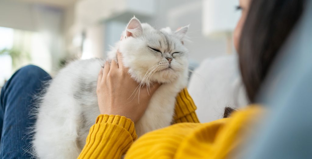 Cómo REGAÑAR A UN GATO correctamente - TutanCat
