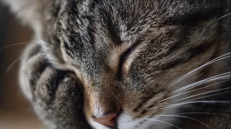 5 señales de que tu gato está estresado y cómo ayudarlo a sentirse ...